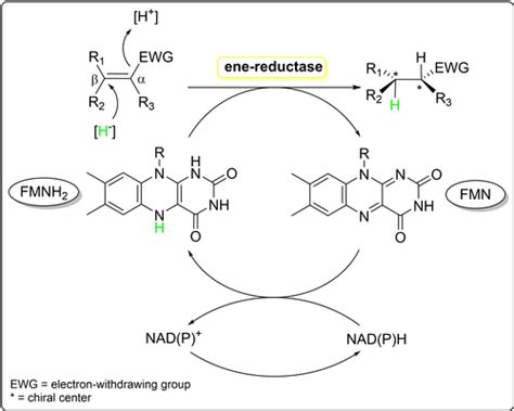 Recombinant Production And Characterization Of Six Ene‐reductases From Penicillium Steckii