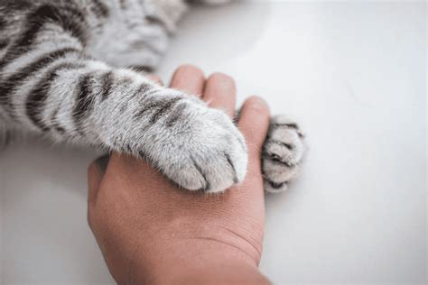 Can Cats Get Declawed In Ontario At Ruth Tovar Blog