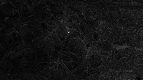 Pest Detection Using Image Processing Abto Software