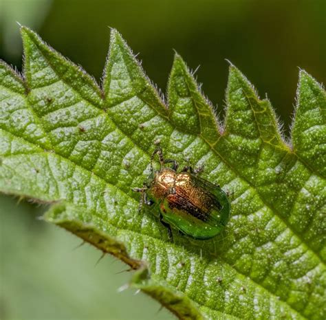 Dead Nettle Leaf Beetle Stock Image Image Of Chrysolina 278556907