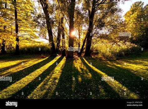 Sun Rays Penetrate Through Autumn Colored Deciduous Forest And Cast