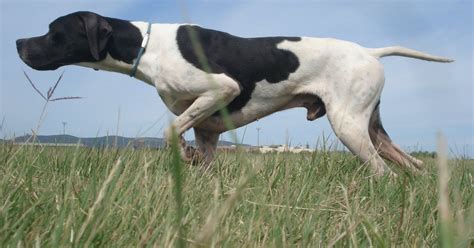 English Pointer Breed Characteristics At Gwen Staton Blog