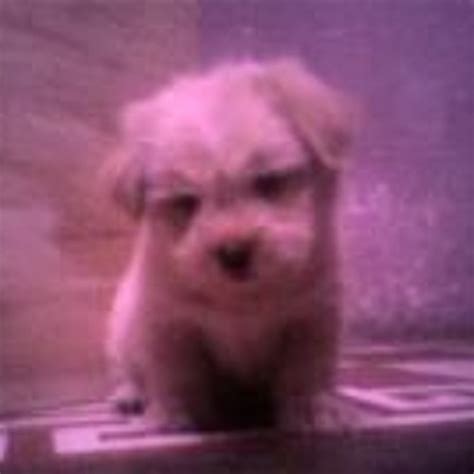 Stream Dev Sim Music Listen To Songs Albums Playlists For Free On SoundCloud