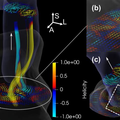 Streamline Pattern And Sectional Velocity Vectors Coloured By Helicity