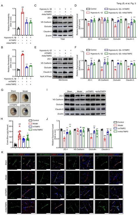 Timp2 Regulates The Ec Barrier And Jps Expression In Tbi In An