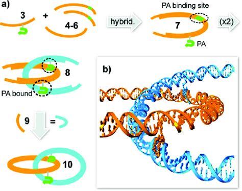 Schematic Representation Of The Catenane Synthesis Using Dna Equipped