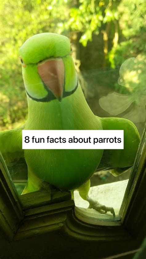Fun Facts About Parrots 🦜 Video