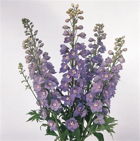 Delphinium Guardian Series Flora Norton Llc