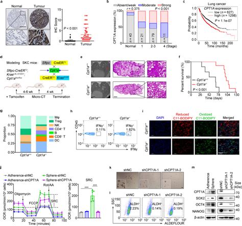 Human Nsclc Cell Line H1299 Atcc Bioz