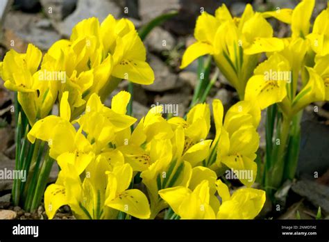 Iris Reticulata Danfordiae Is A Small Bulbous Perennial Iris
