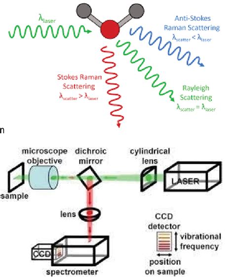Raman Spectroscopy And Related Techniques In Biomedicine By Andrew Download Scientific Diagram
