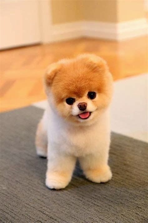 Pin Em Puppy Love3