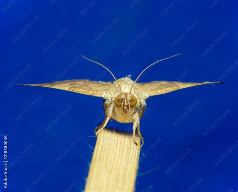 Extreme Macro Shot Gypsy Moth Lymantria Dispar Night Moth Sitting On