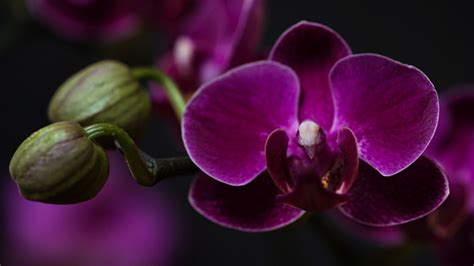 검은 배경에 짙은 보라색 피는 난초의 클로즈업 가지 Phalaenopsis 가정 꽃 정원 아름다운 배너 카드 선물에 대한 개념