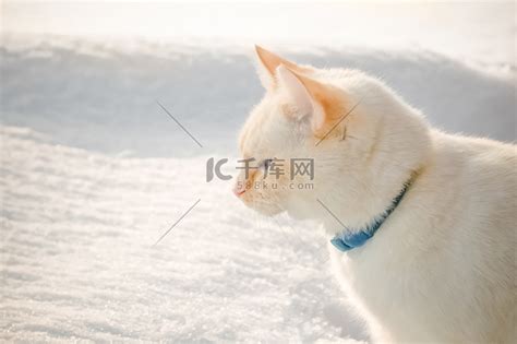 雪地里的白猫高清摄影大图 千库网