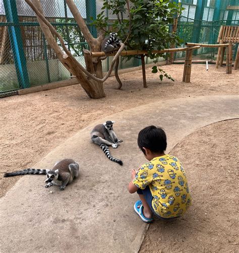 ⁡ 【 東北サファリパーク🐼♡ 】② 動物とふれあいコーナー エリマキキツネザルに餌やりができます☺️ リンゴを持ったままでいると肩に乗ってき