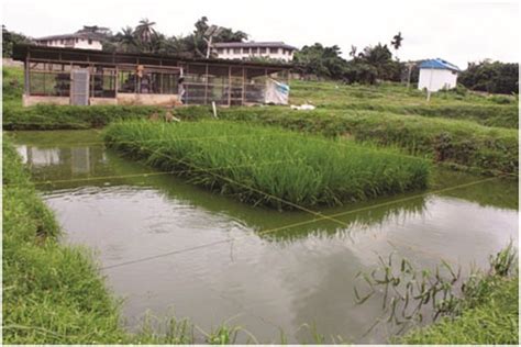 Tackling Hunger Through Integrated Farming The Nation Newspaper