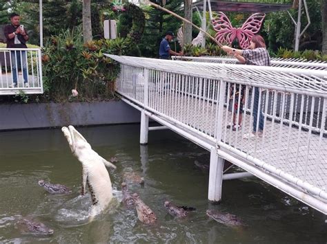 Melihat Buaya Di Predator Fun Park Kota Batu Wisata Edukasi Isi Liburan