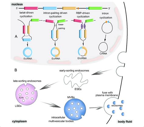 Biogenesis Of Circrnas And Exosomes A The Biogenesis Of Circrnas