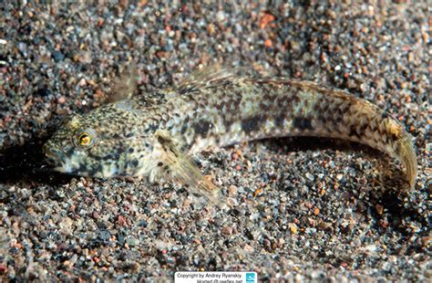 Drombus Triangularis Brown Drombus Brown Shore Goby
