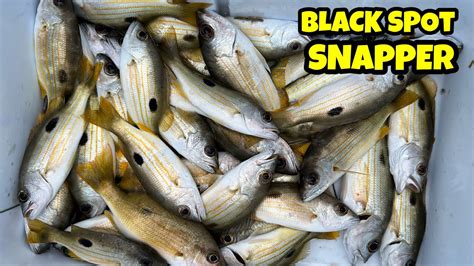 MADAMI BLACK SPOT SNAPPER NAHULI KO GAMIT LANG NA ULTRALIGHT YouTube