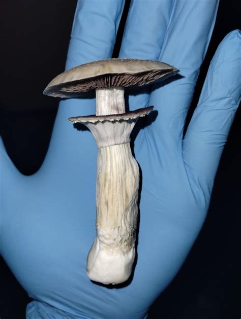 Lets Talk About Sex And Magic Mushrooms Rmagicmushrooms