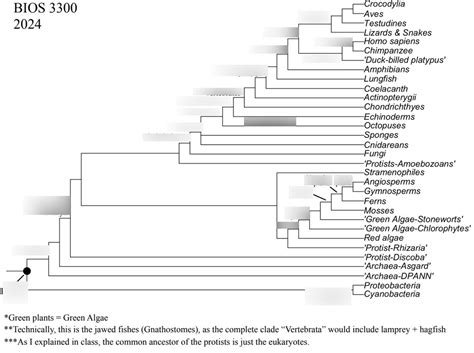 Clades Tree Of Life Diagram Quizlet