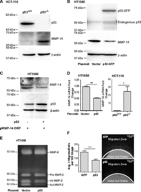 Interleukin 6 Increases Matrix Metalloproteinase 14 Mmp 14 Levels Via