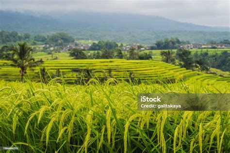 발리 인도네시아에서 유명한 화산의 배경에 대한 아름다운 자틸 루위 라이스 테라스 Unesco 조직된 단체에 대한 스톡 사진 및