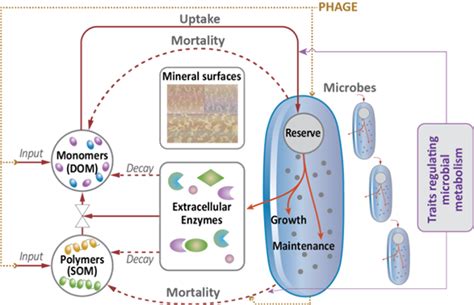 Microbes Persist Soil Microbiome Scientific Focus Area Office Of Science Programs At LLNL