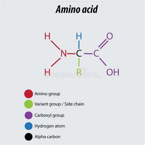 Amino Group