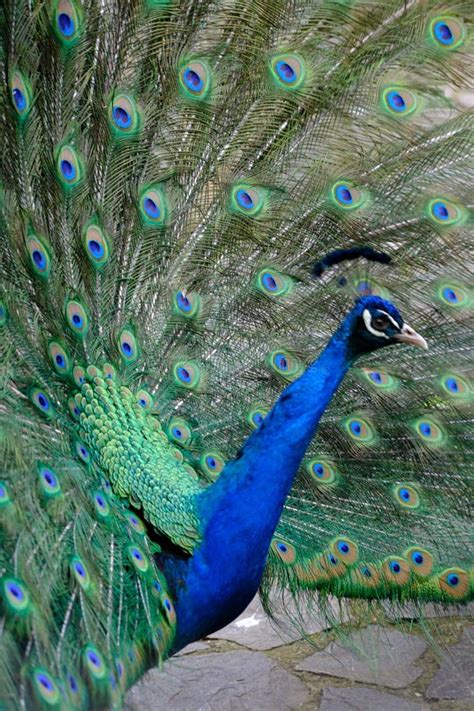 Indian Blue Peacock Pavo Cristatus Stock Image Image Of Nature