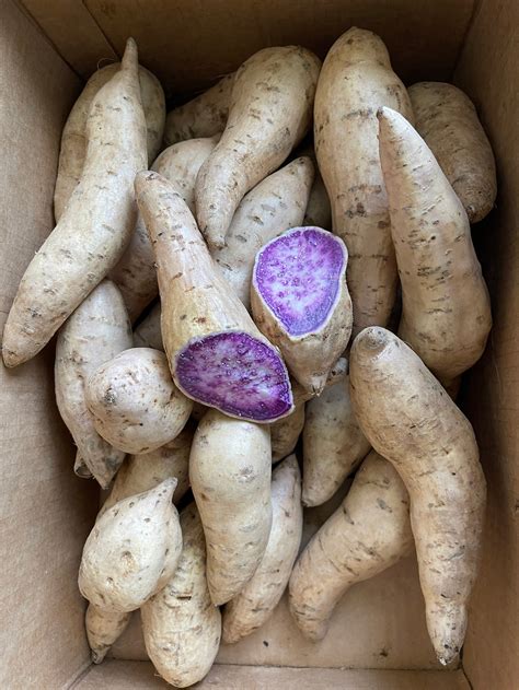 Purple Yam Hawaii Purple Yam Japan Okinawan Potato Hawaiian Purple