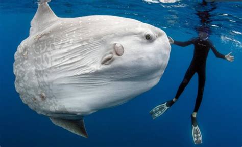 辟谣：翻车鱼真的那么容易死掉吗？