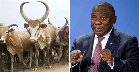 President Cyril Ramaphosas Prized Cattle Will Go On Auction At His