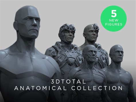 3dtotal Anatomical Collection 5 New Male Reference Figures