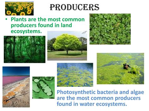 Producer Role In Ecosystem At Terry Greene Blog