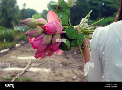 Woman Hand Hold Lotus Flower Bouquet Just Harvest From Lotus Pond Pink