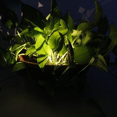 Solar Flowerpot Lamp Rythm Led Bulbs