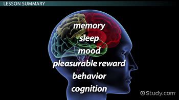 What Is Dopamine Definition Function Video Lesson Transcript