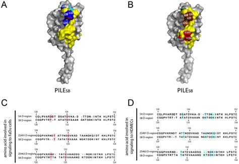 Point Mutations Involved In Ezrin Recruitment Are Localized On Two