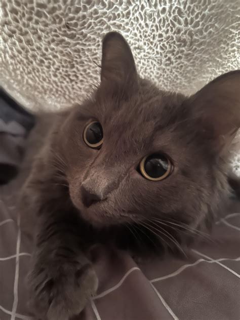 Oc My Cat Weezy Likes It Under The Blanket Raww
