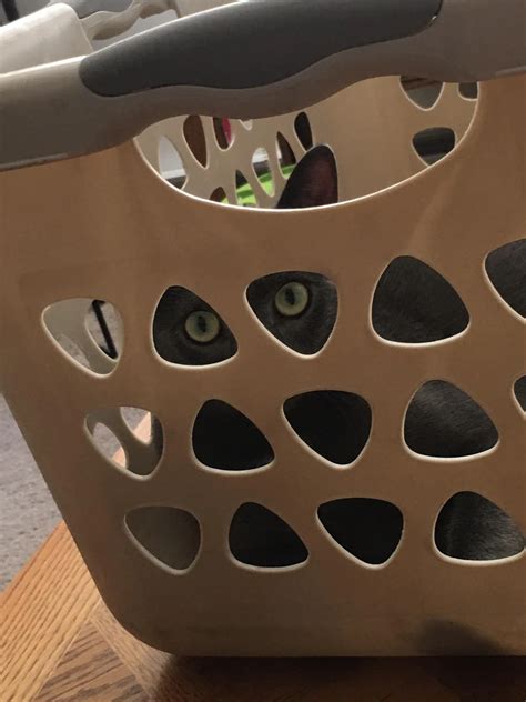 Contained At Last Scrolller