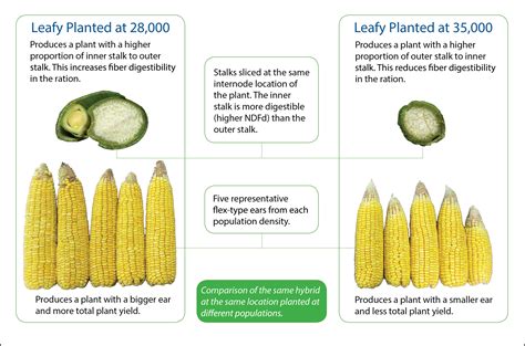 Plant Population — Glenn Seed Ltd