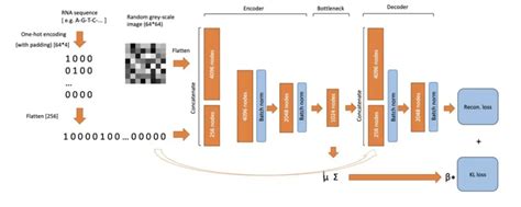 rnafold leveraging variational autoencoders for accurate rna tertiary