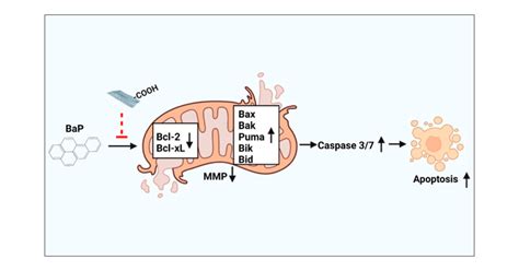 Oxidized Graphene Alleviates Benzo[a]pyrene Induced Cytotoxicity By Suppressing Mitochondrial
