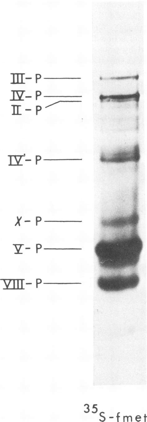 Autoradiogram Of The Polypeptides Synthesized In Vitro Under The