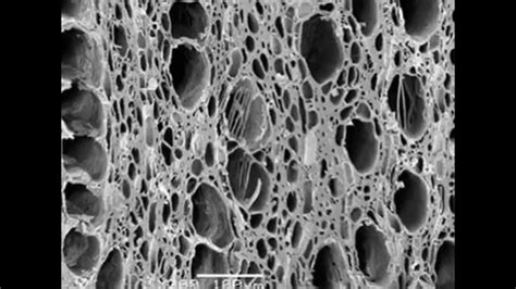 Charcoal Under Microscope Youtube