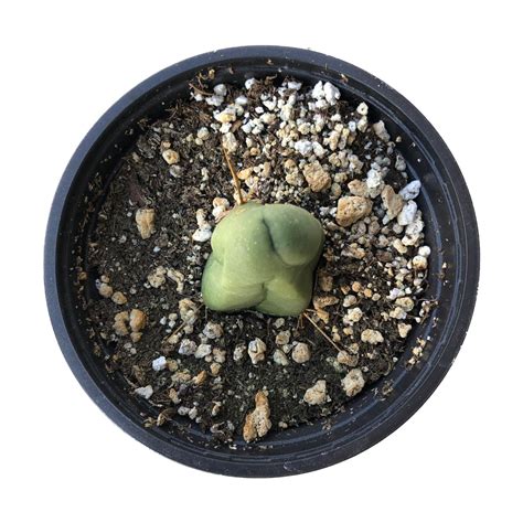 Penis Cactus 4 Inch Trichocereus Bridgesii F Mostruosa Etsy