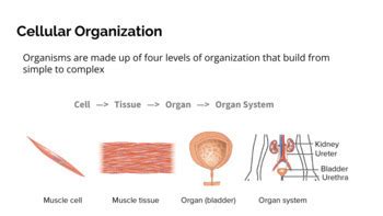 Levels Of Organizations Bundle By Science With Sieck TPT